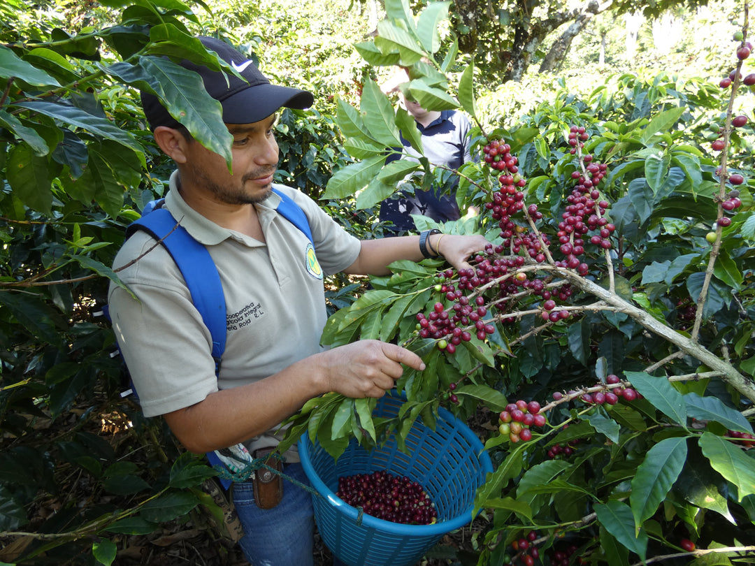 All Things Bloom Coffee