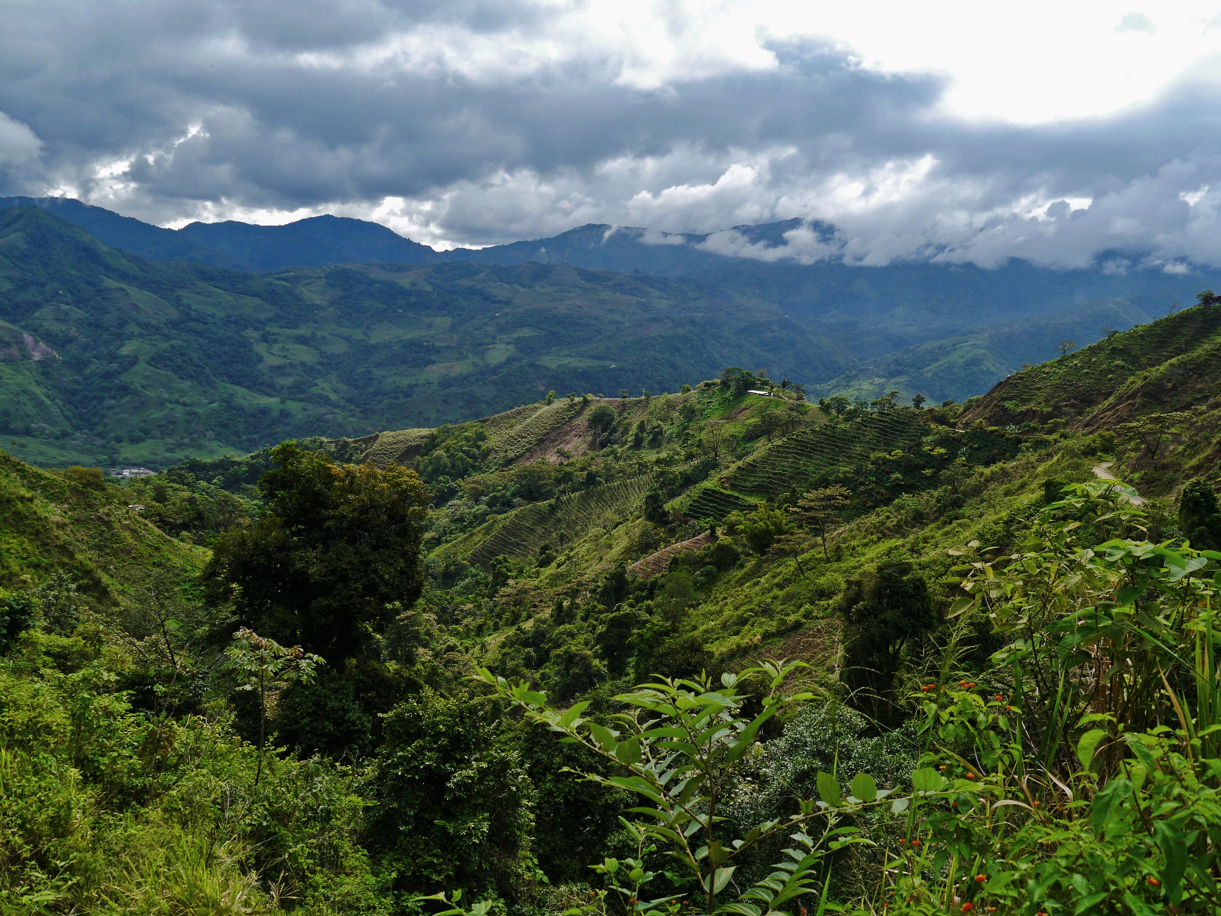 All Things Bloom Coffee